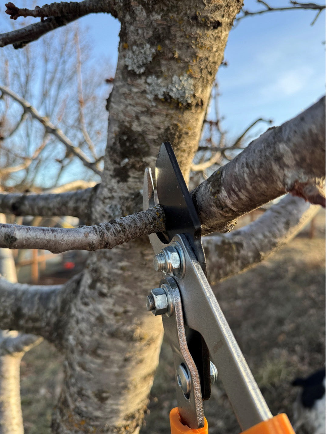 Tree Pruning Basics Guide – MySoil
