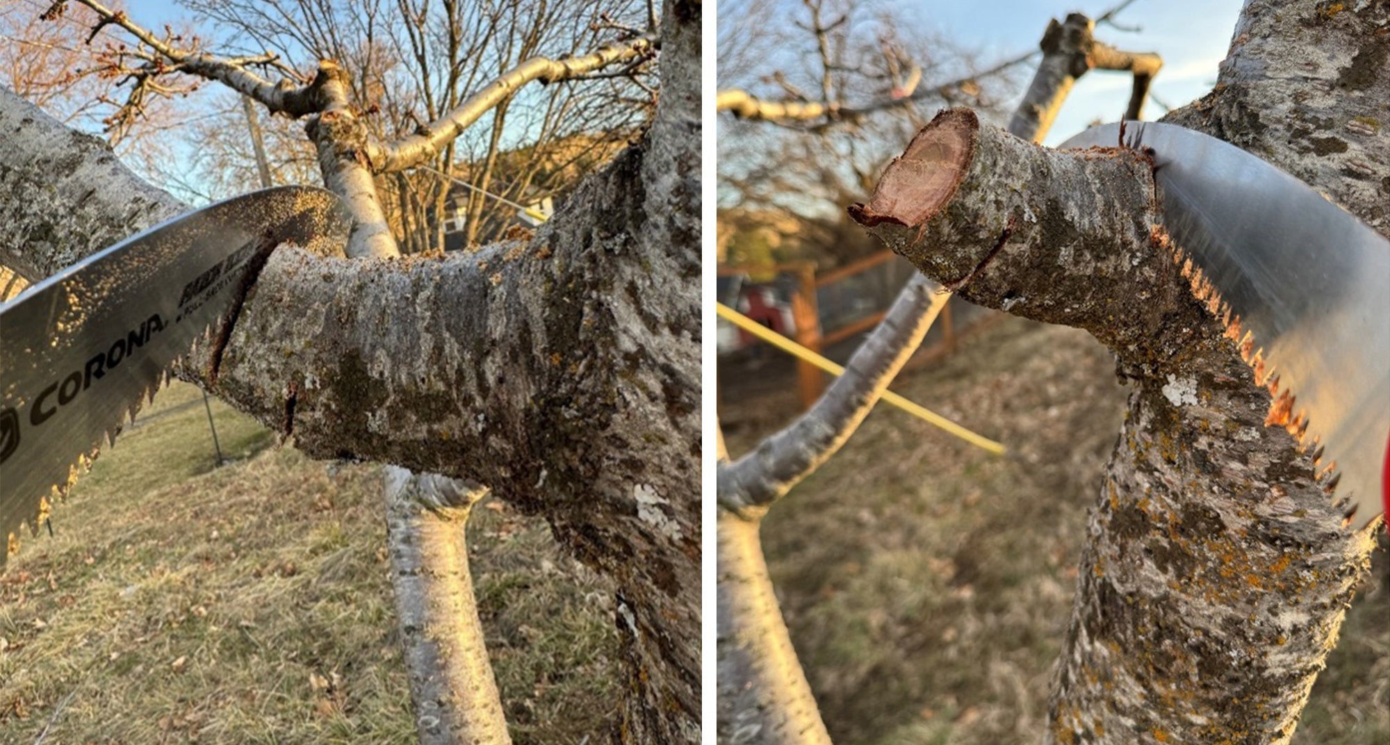 When to Prune Fruit Trees and Caneberries: Timing Guide for Apples, Ch ...